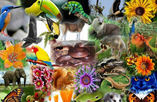 Giornata mondiale della biodiversità: – girosblog